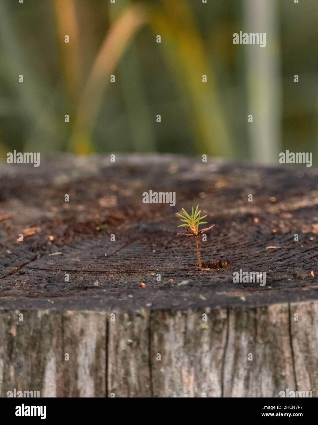 A new beginning. A sprout growing up from a stump. High quality photo ...