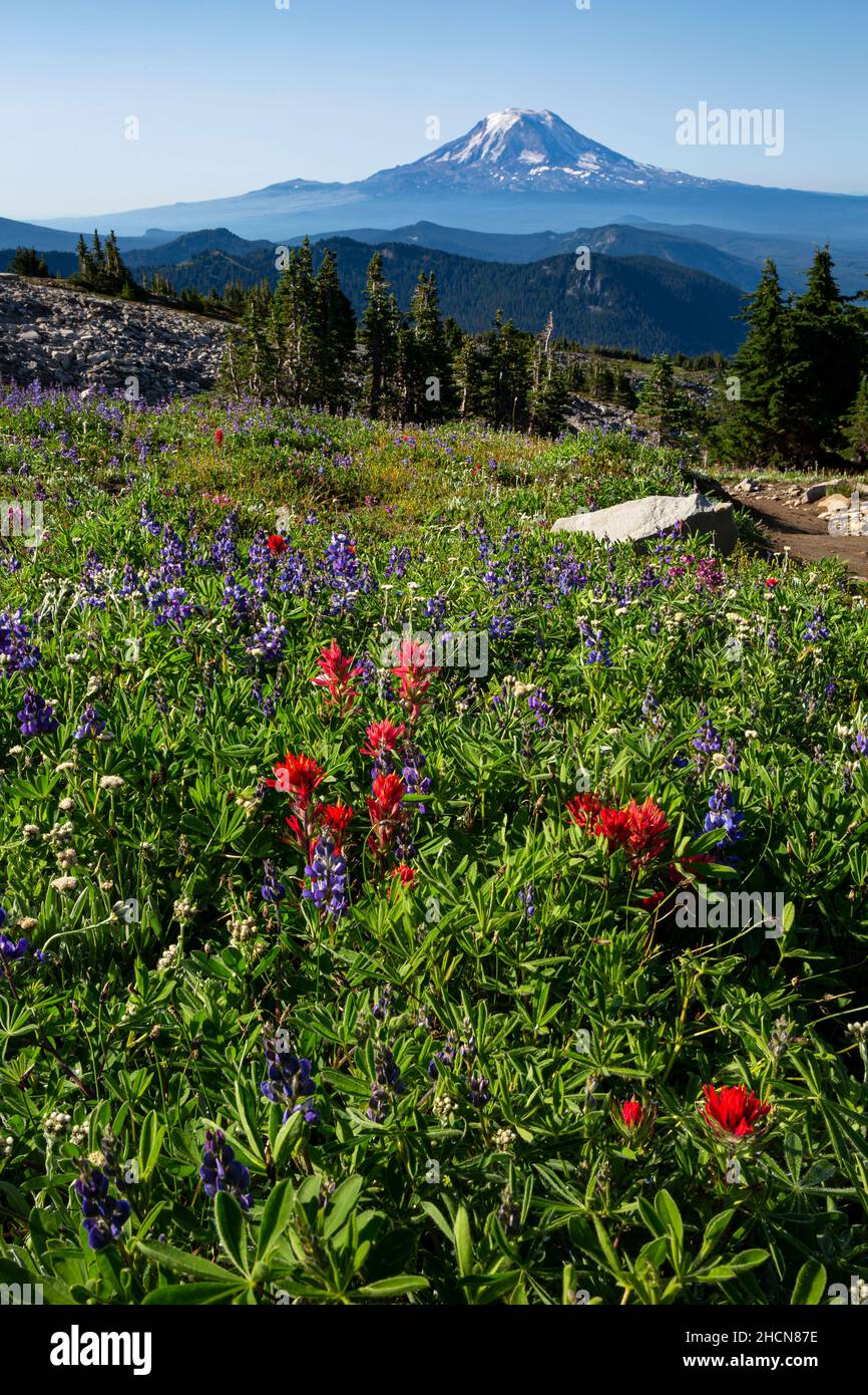 WA19939-00...WASHINGTON - Colorful meadow of lupine and paintbrush ...
