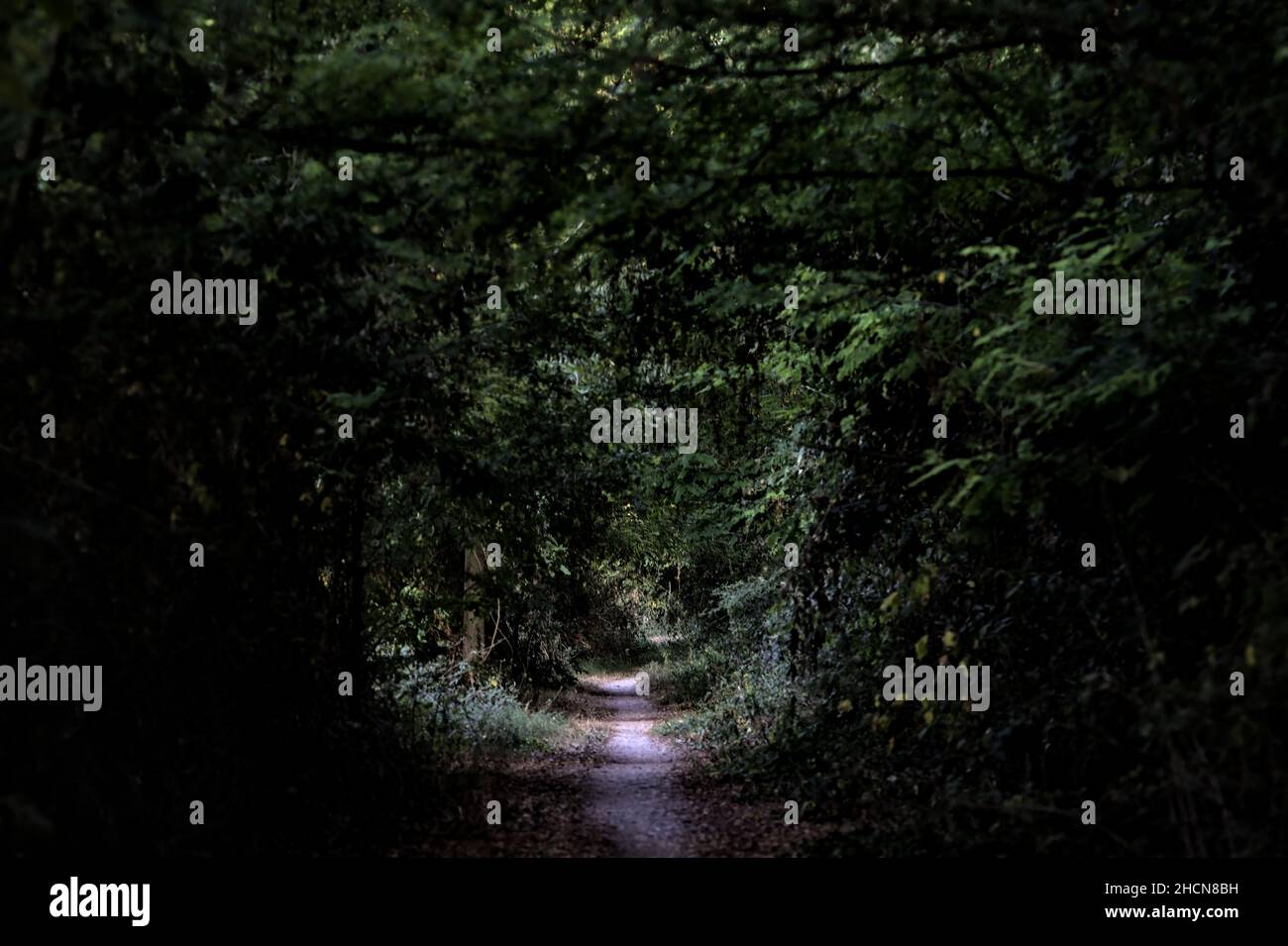 Tiny shady path with trees arching on it in a park in the countryside ...