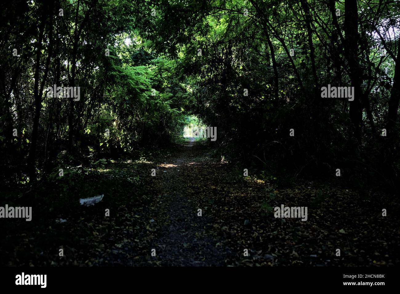 Tiny shady path with trees arching on it in a park in the countryside ...