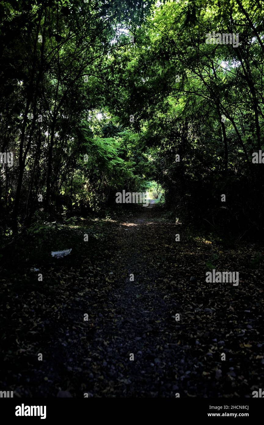 Tiny shady path with trees arching on it in a park in the countryside ...
