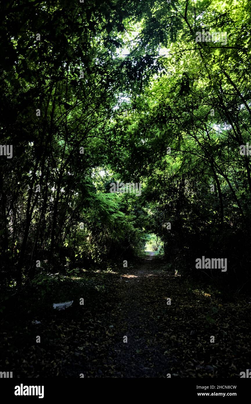 Tiny shady path with trees arching on it in a park in the countryside ...