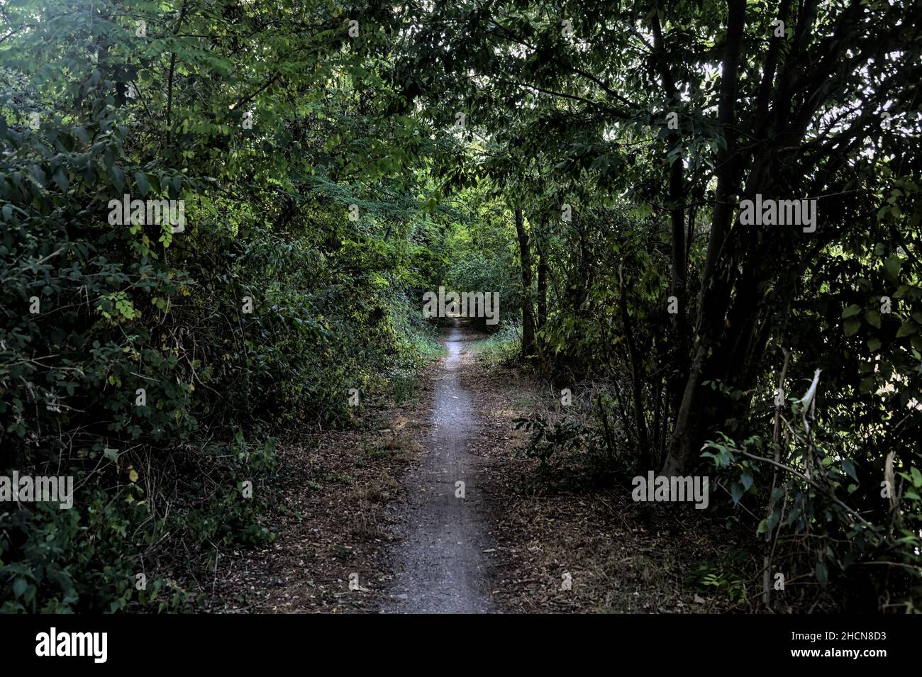 Tiny shady path with trees arching on it in a park in the countryside ...