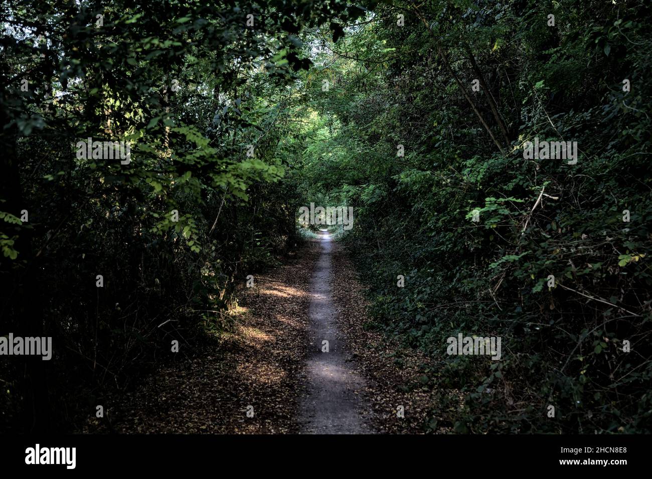 Tree arching branch sun hi-res stock photography and images - Alamy