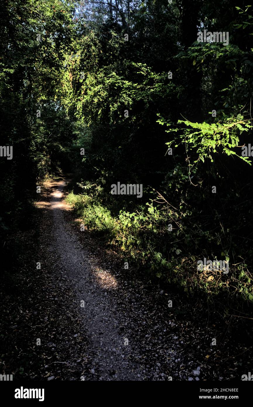 Tiny shady path with trees arching on it in a park in the countryside ...