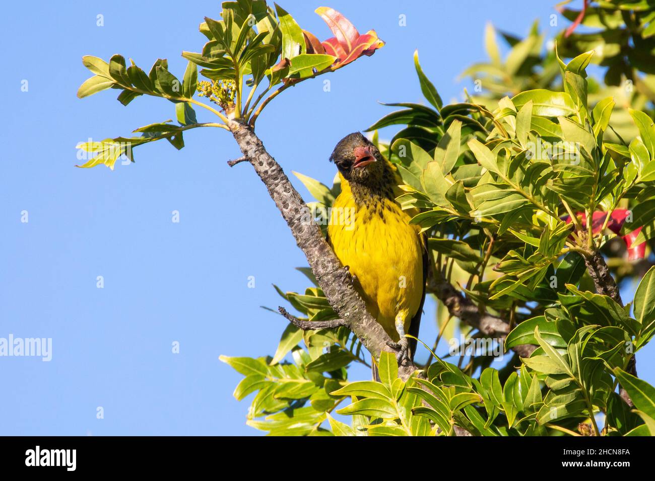 Immature Black-headed Priole (Oriolus larvatus), Wilderness, Western ...