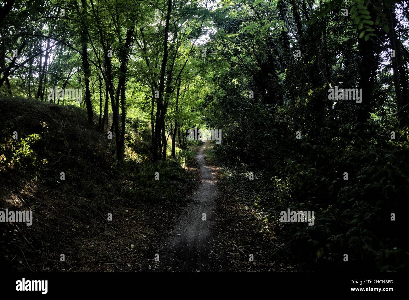Tiny shady path with trees arching on it in a park in the countryside ...