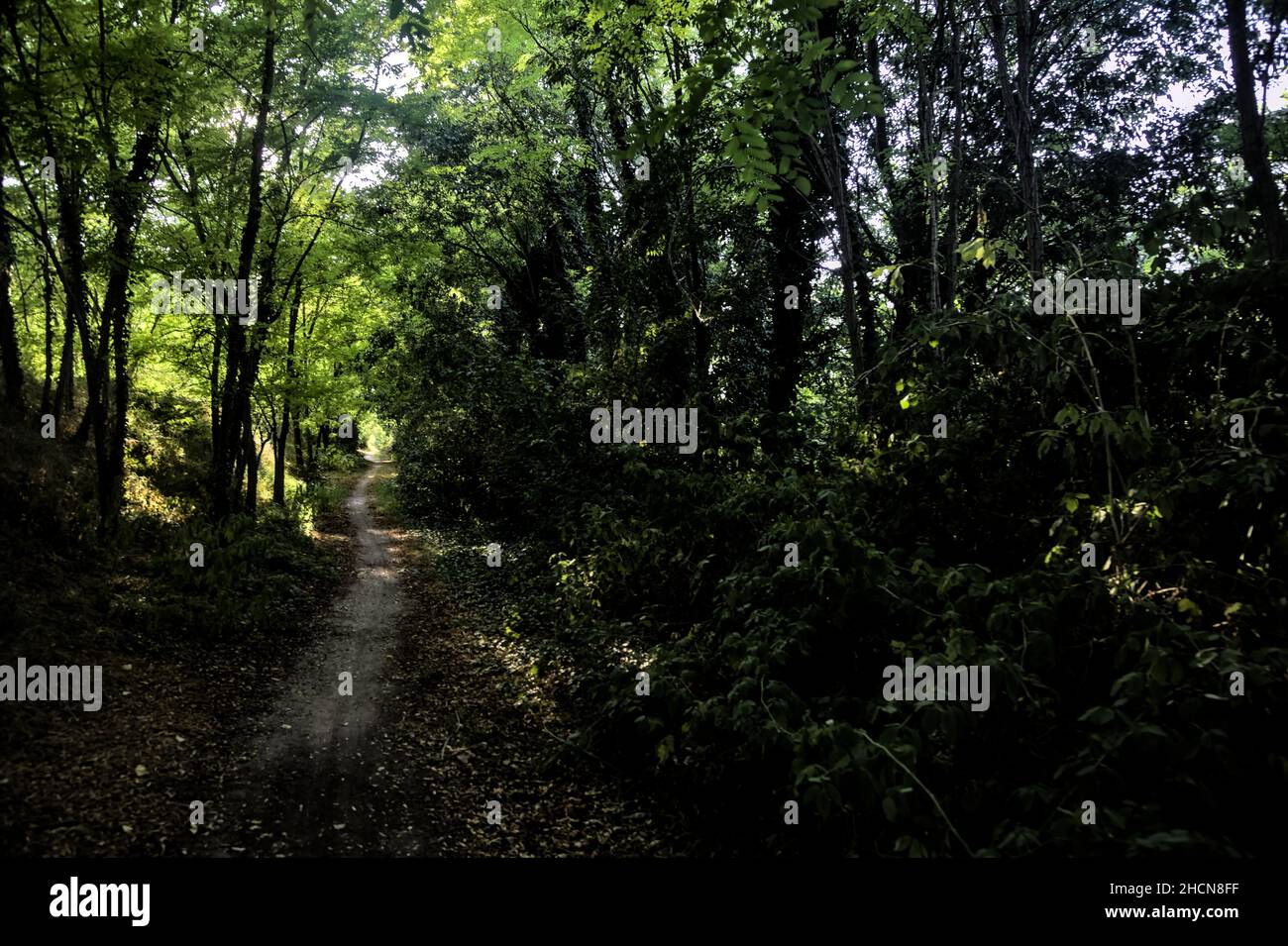 Tiny shady path with trees arching on it in a park in the countryside ...