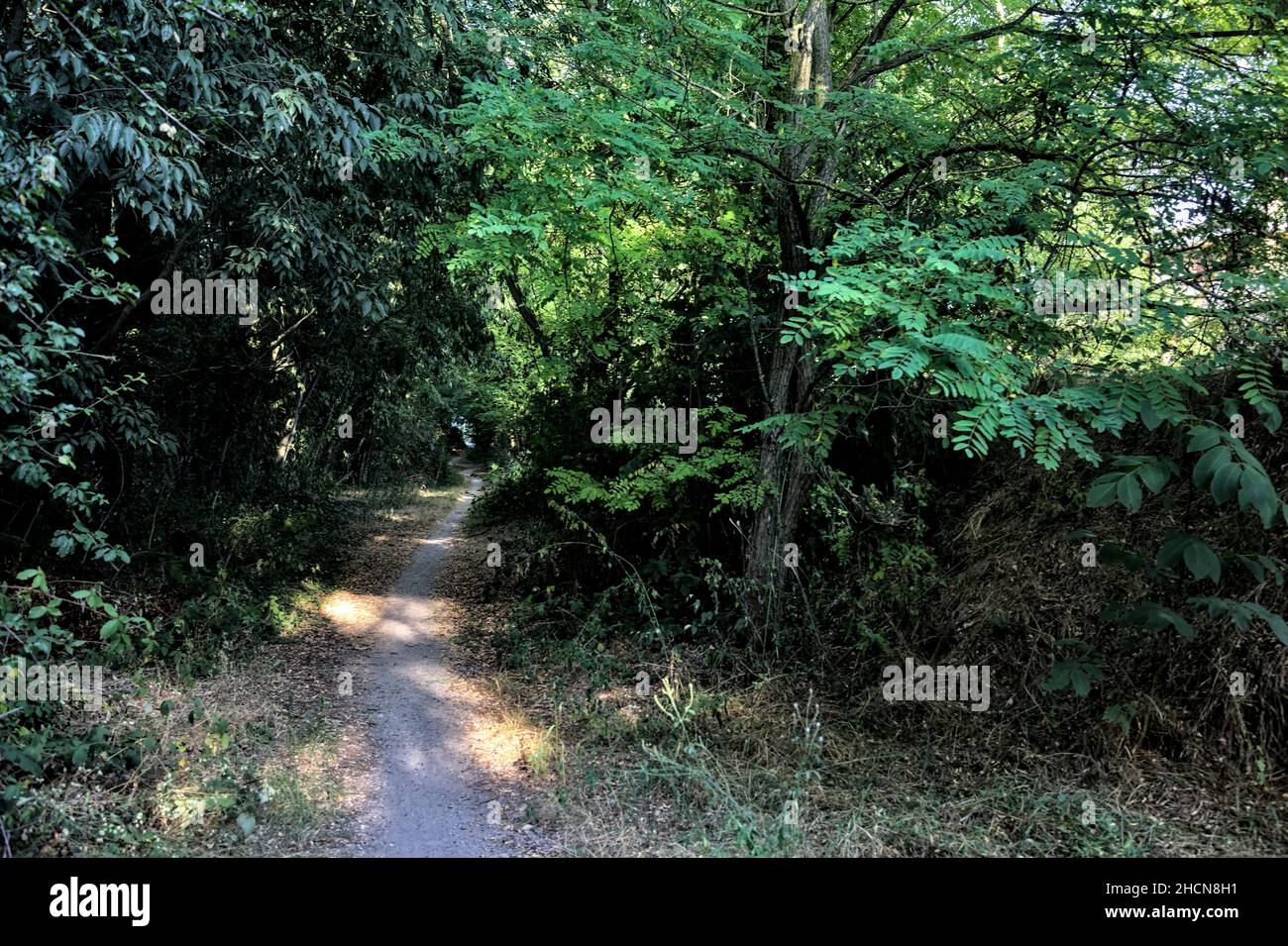 Tiny shady path with trees arching on it in a park in the countryside ...