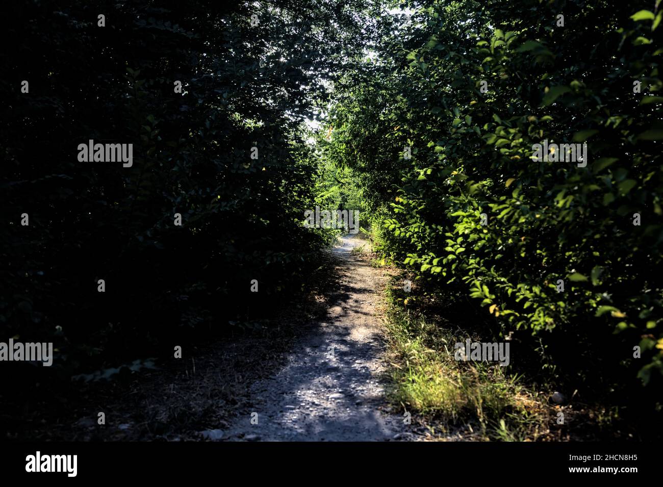 Tiny shady path with trees arching on it in a park in the countryside ...