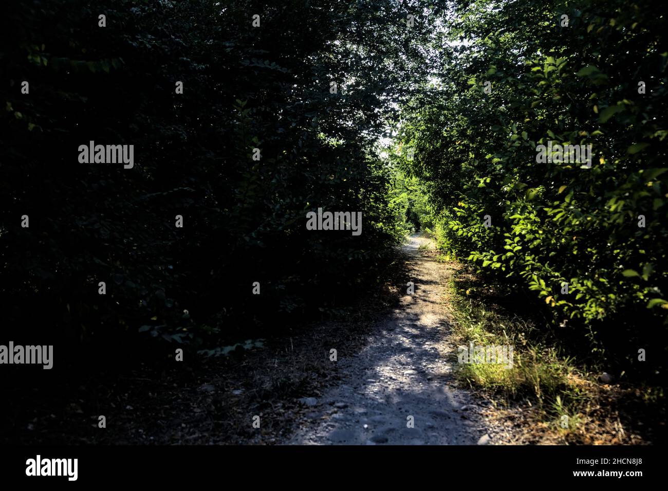 Tree arching branch sun hi-res stock photography and images - Alamy