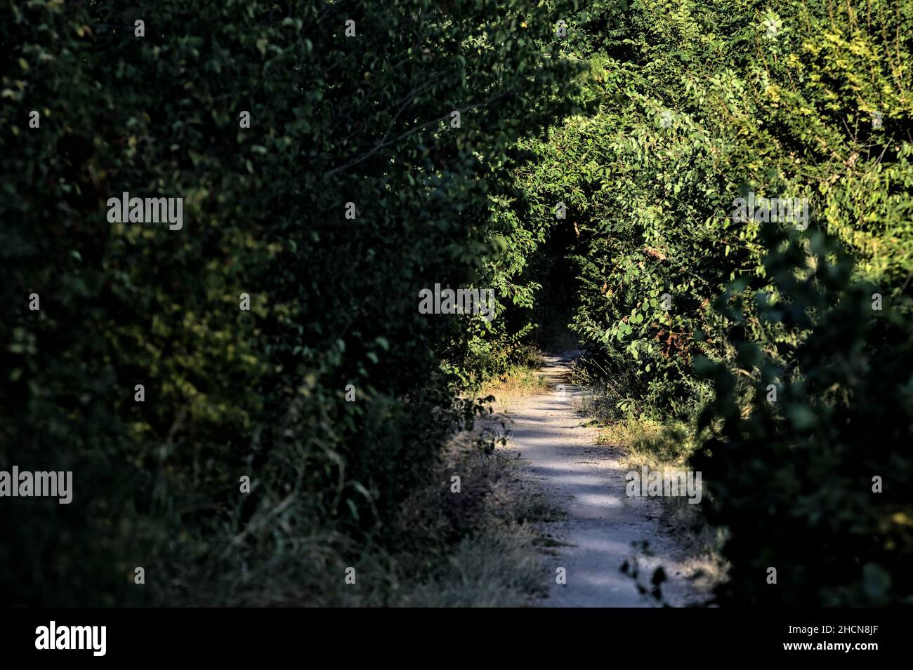 Tiny shady path with trees arching on it in a park in the countryside ...