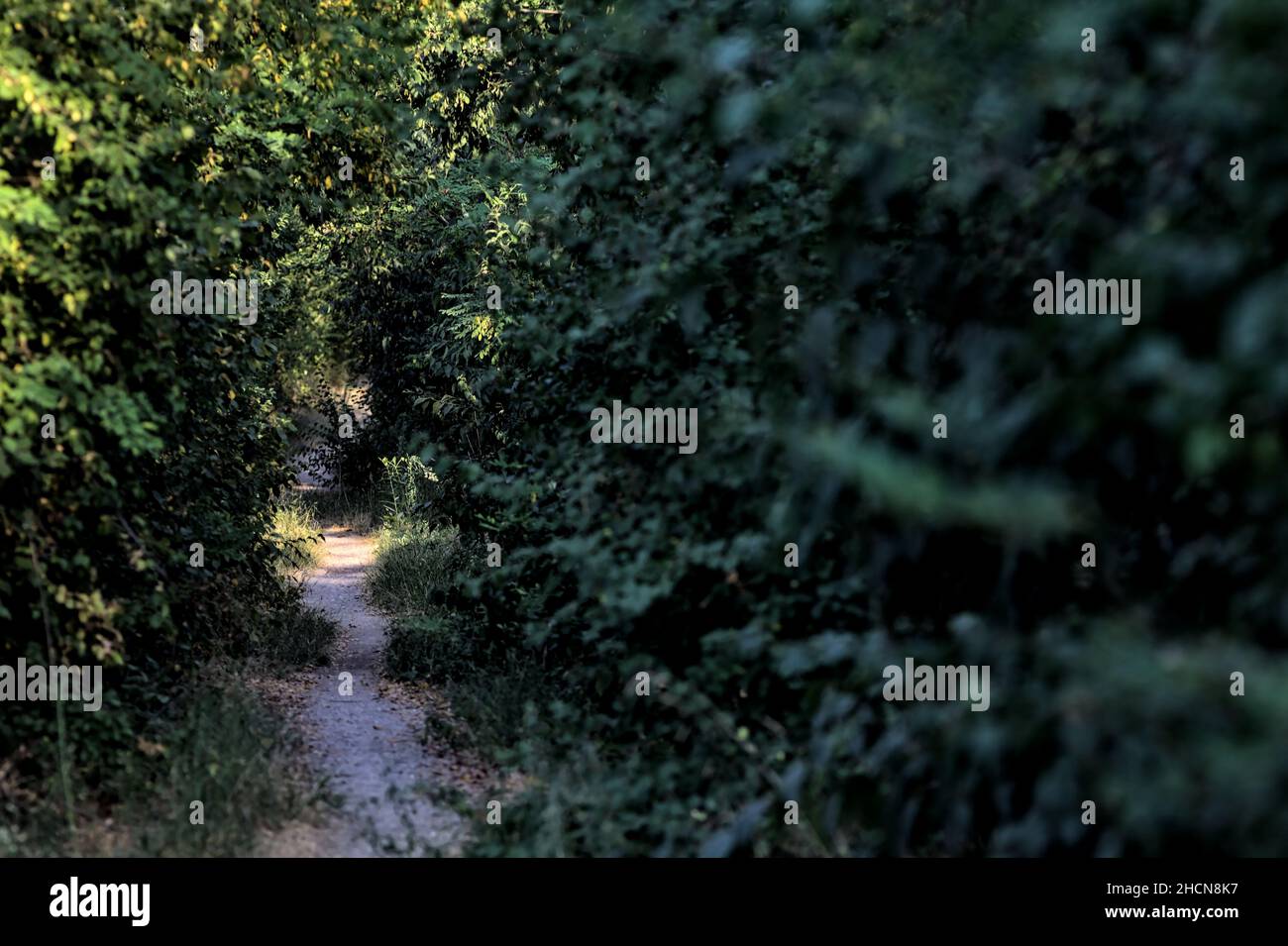 Tiny shady path with trees arching on it in a park in the countryside ...