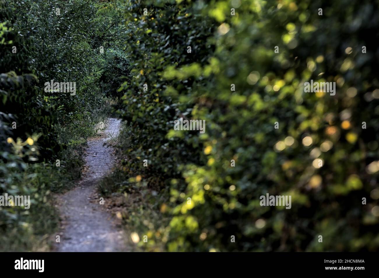 Tiny shady path with trees arching on it in a park in the countryside ...