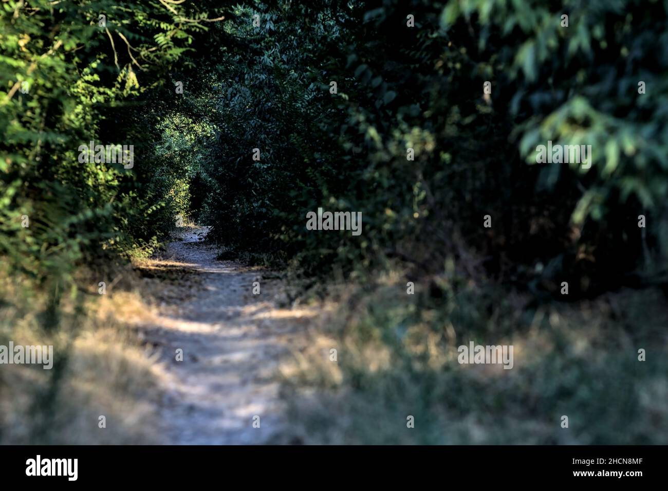 Tree arching branch sun hi-res stock photography and images - Alamy