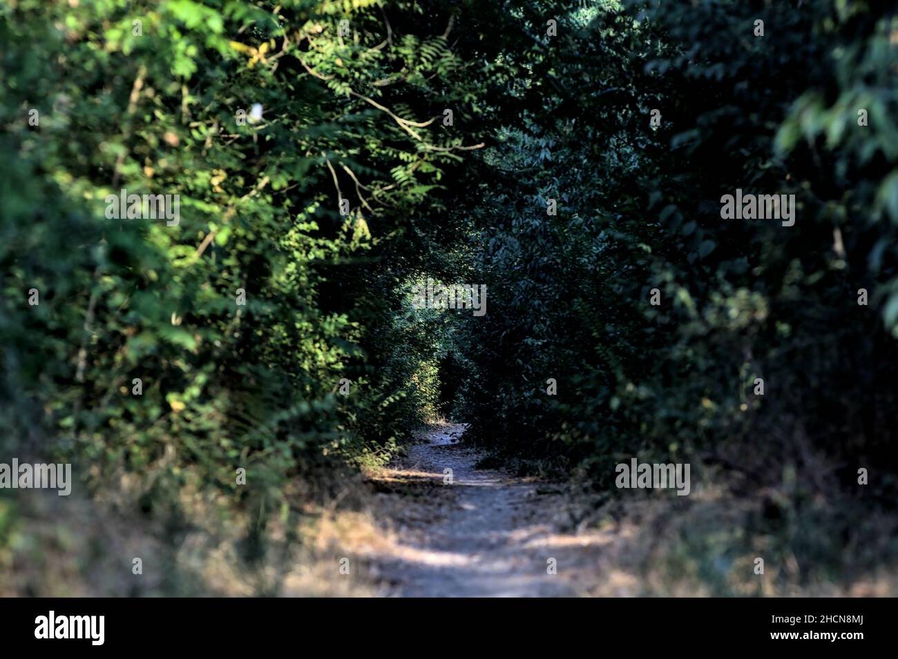 Tiny shady path with trees arching on it in a park in the countryside ...