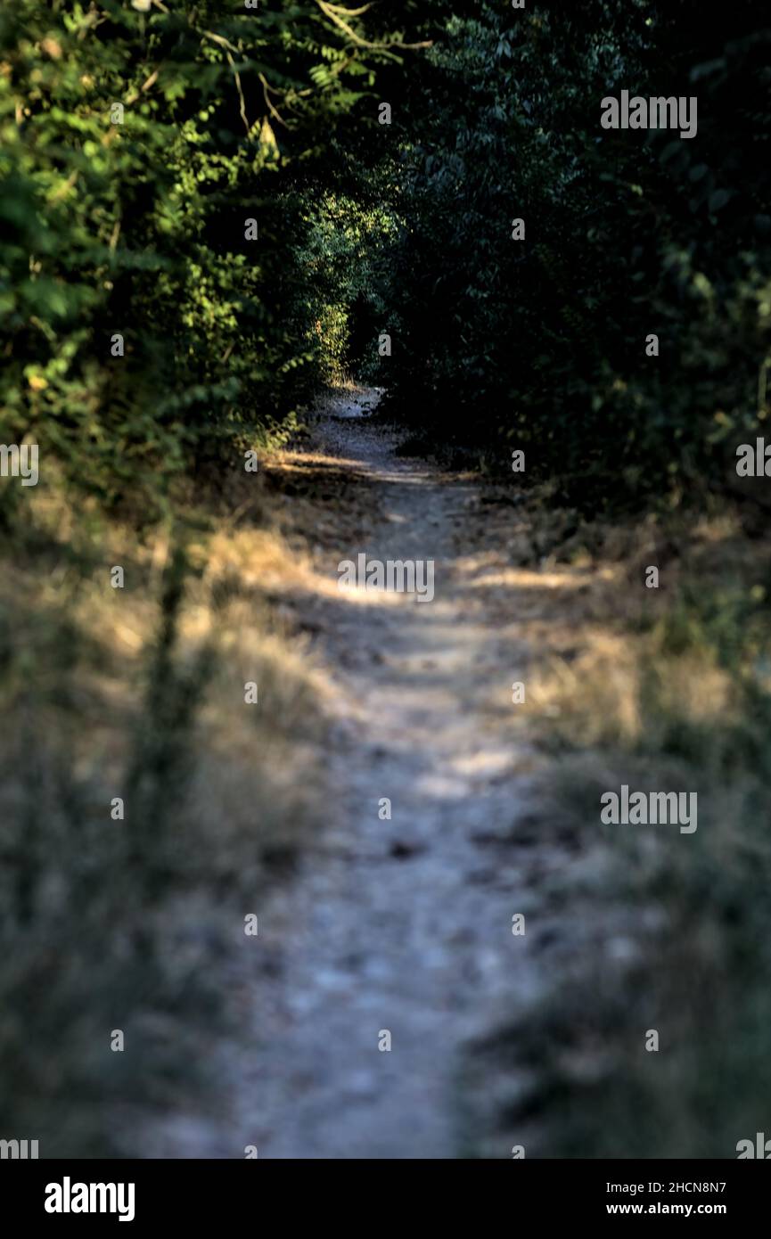 Tiny shady path with trees arching on it in a park in the countryside ...