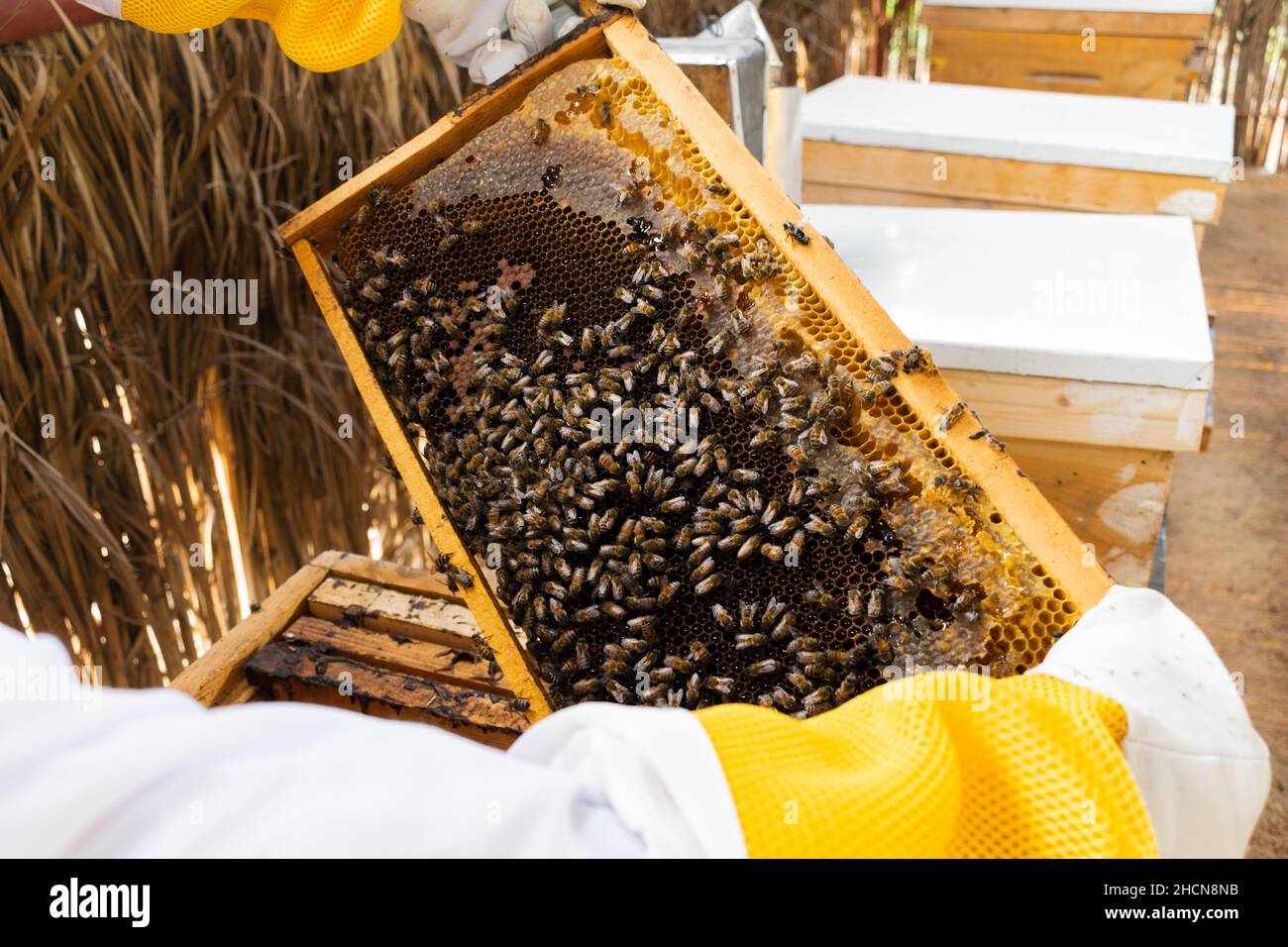 Beekeeper checking bee frames from the beehive Stock Photo - Alamy