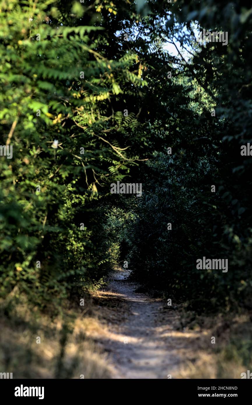 Tiny shady path with trees arching on it in a park in the countryside ...