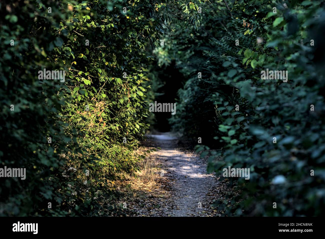 Tiny shady path with trees arching on it in a park in the countryside ...