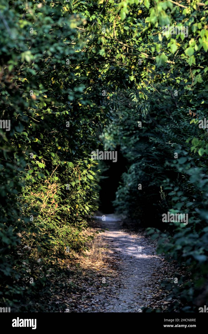 Tiny shady path with trees arching on it in a park in the countryside ...