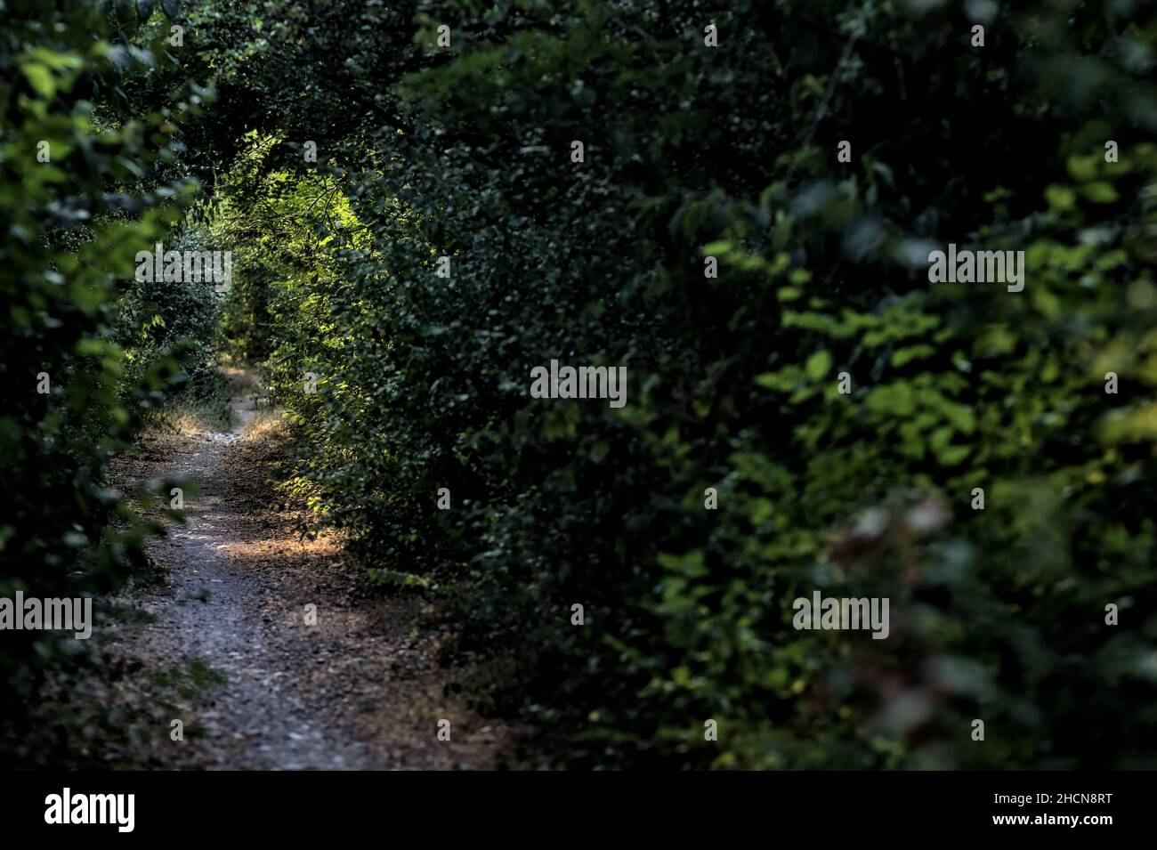 Tiny shady path with trees arching on it in a park in the countryside ...