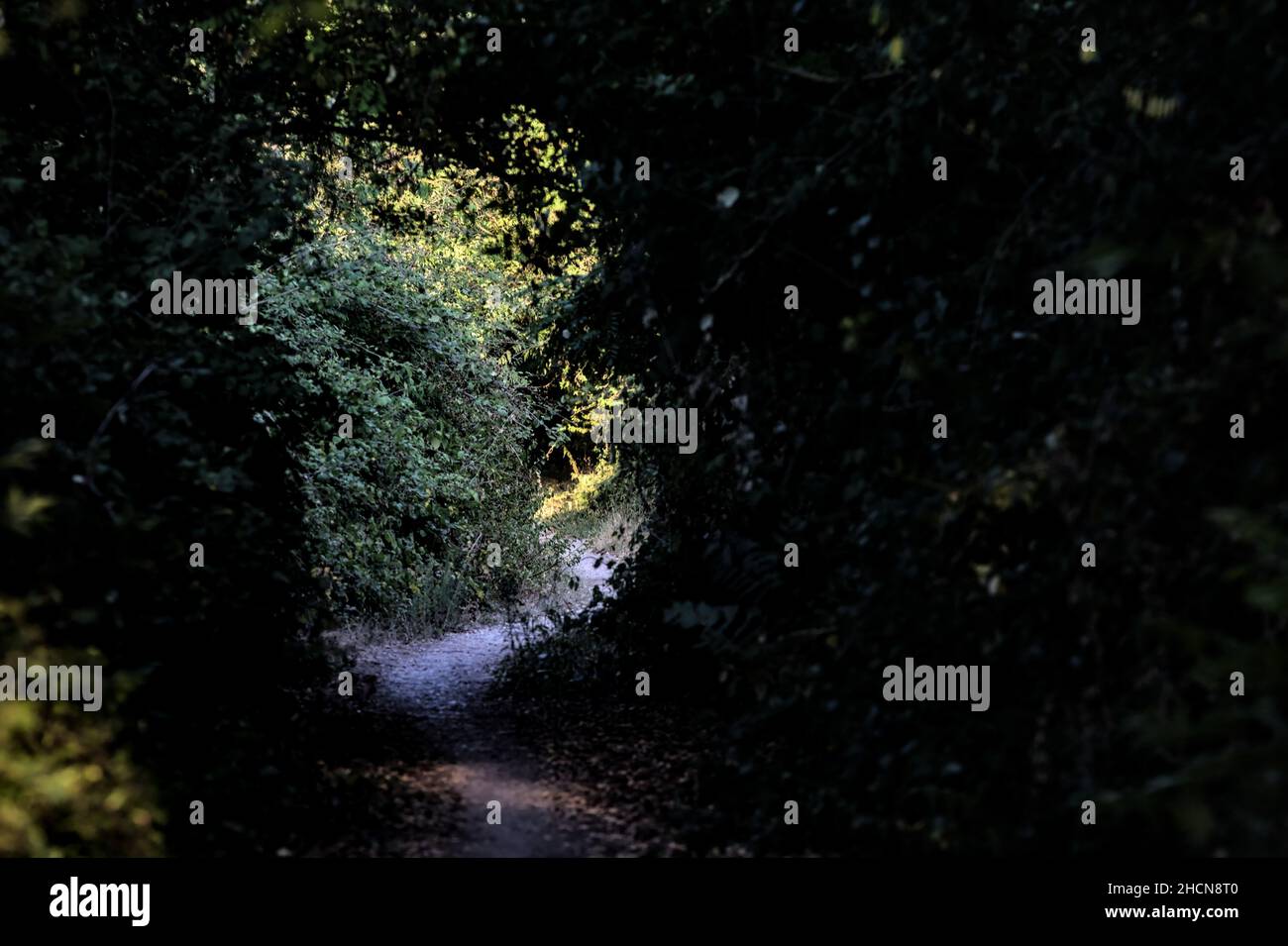 Tiny shady path with trees arching on it in a park in the countryside ...