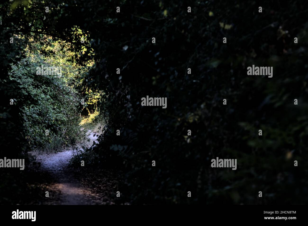 Tiny shady path with trees arching on it in a park in the countryside ...
