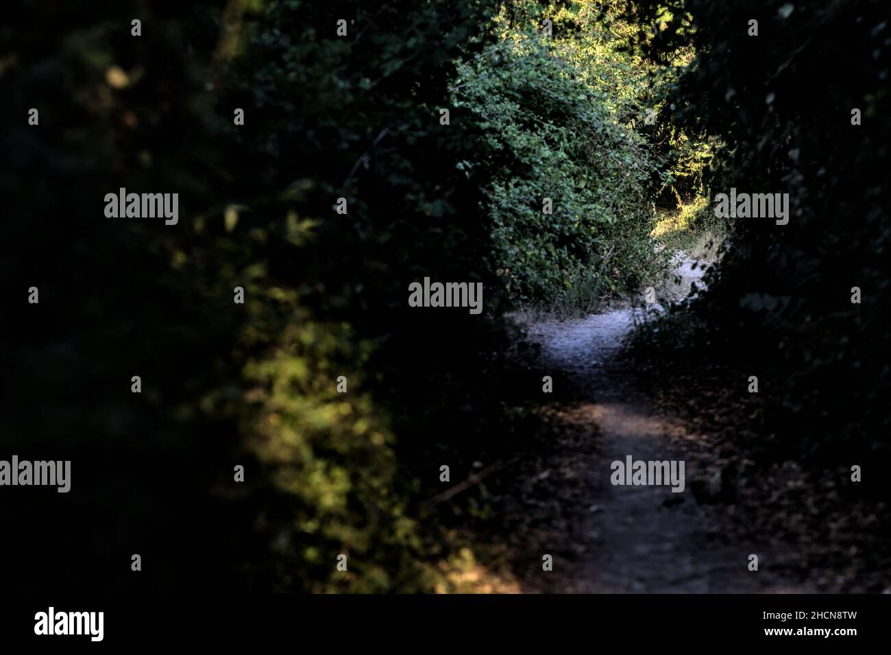 Tiny shady path with trees arching on it in a park in the countryside ...
