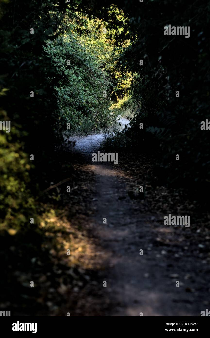 Tiny shady path with trees arching on it in a park in the countryside ...