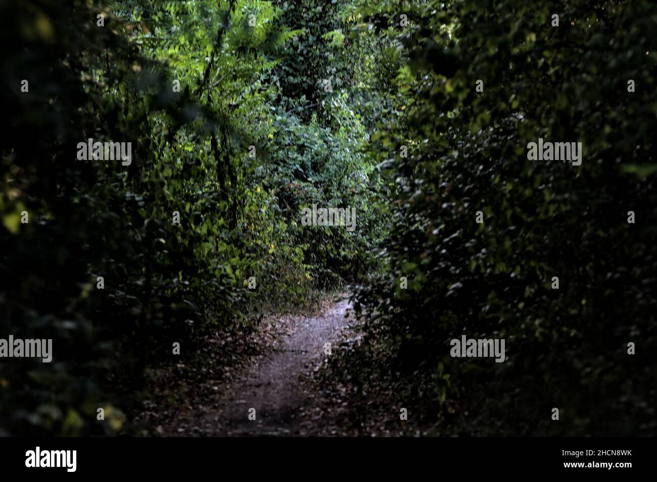 Tiny shady path with trees arching on it in a park in the countryside ...