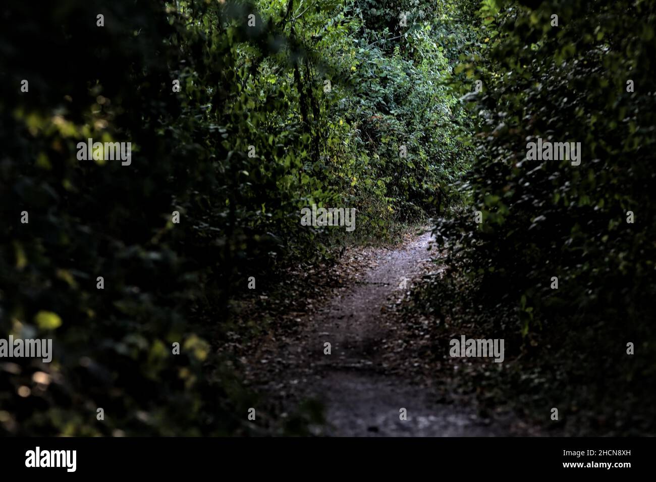 Tiny shady path with trees arching on it in a park in the countryside ...