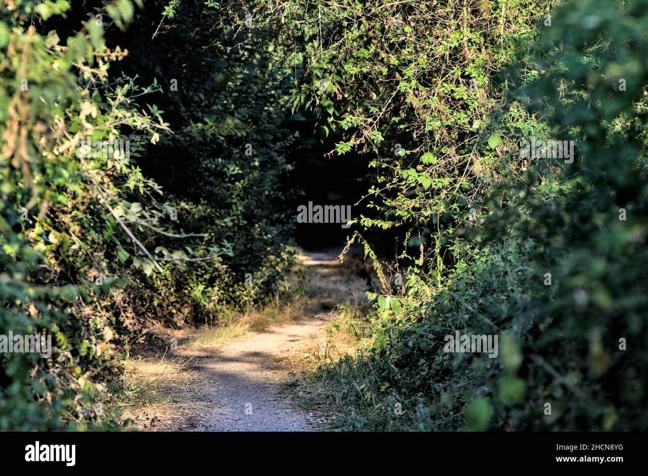 Tiny shady path with trees arching on it in a park in the countryside ...