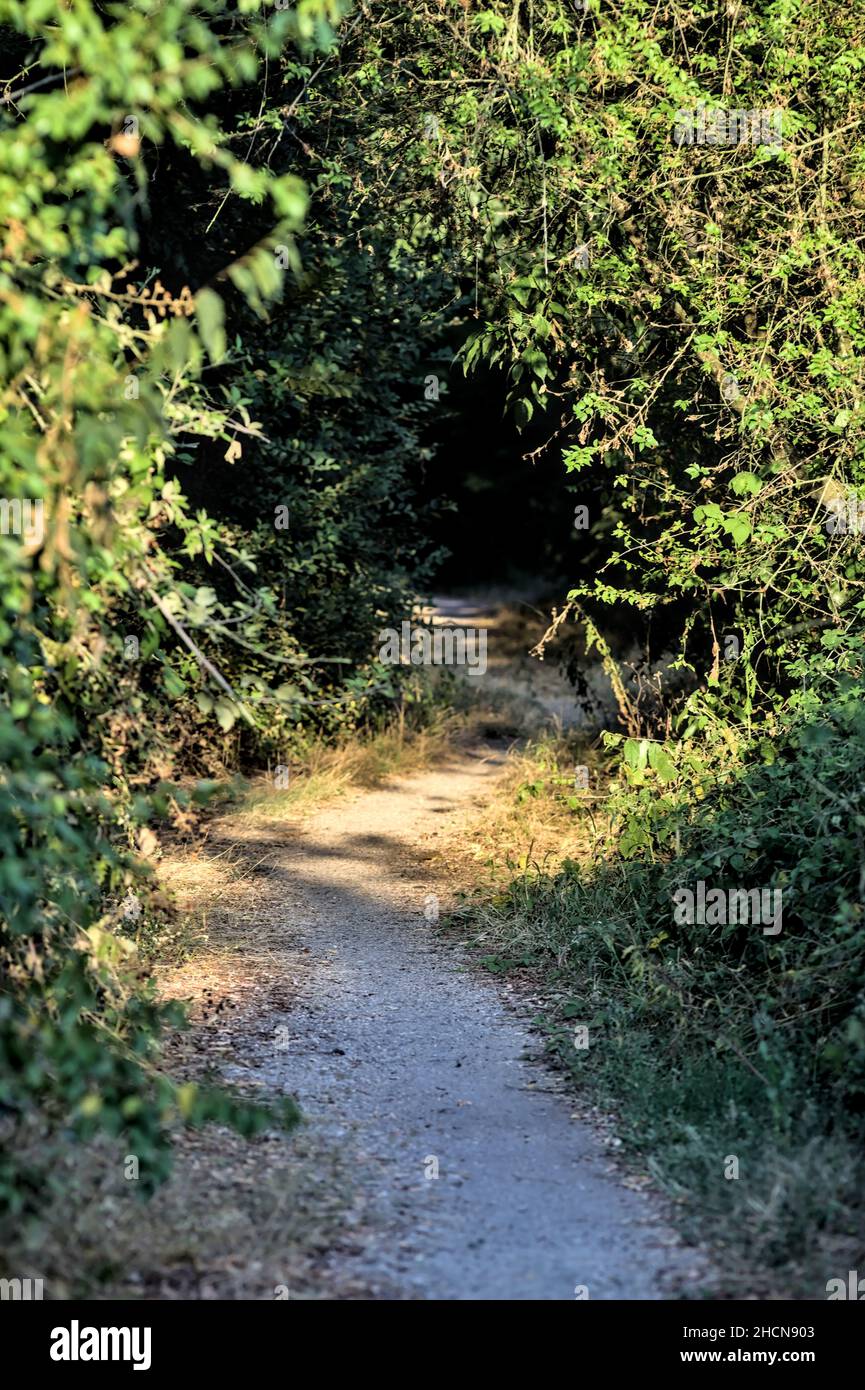 Tiny shady path with trees arching on it in a park in the countryside ...