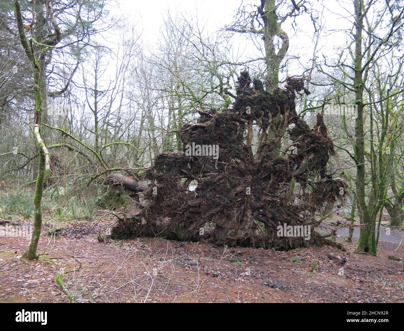Casualty of storm damage & high winds: a mature tree is upended ...