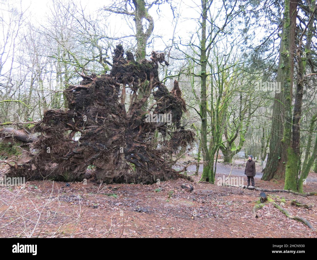 A man stands next to an uprooted tree trunk and is dwarfed by the scale ...