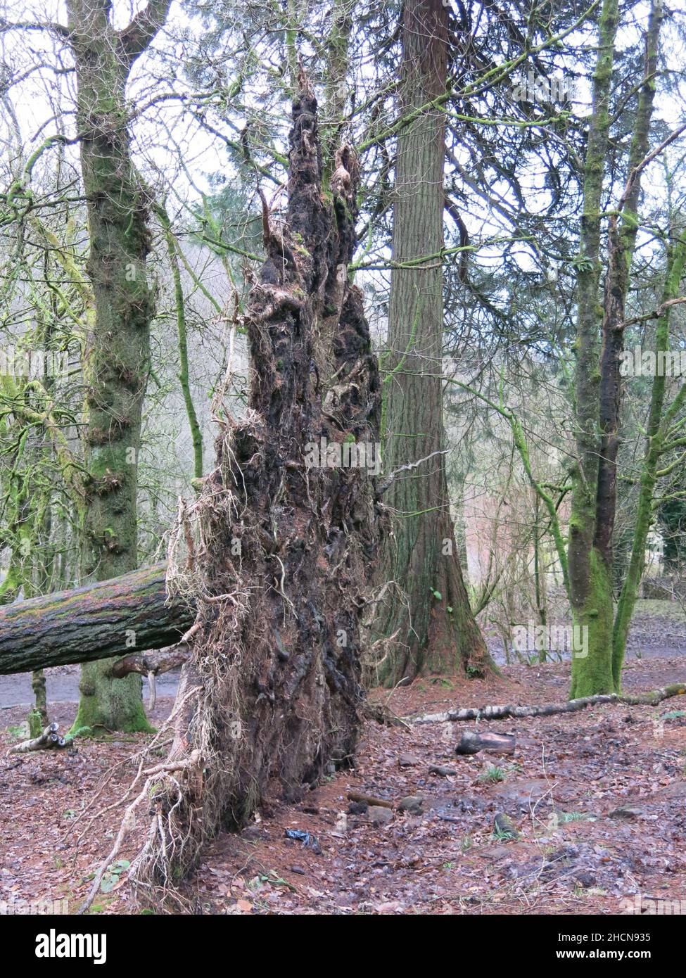 Uprooted tree trunk in the woodland at Mugdock Country Park ...