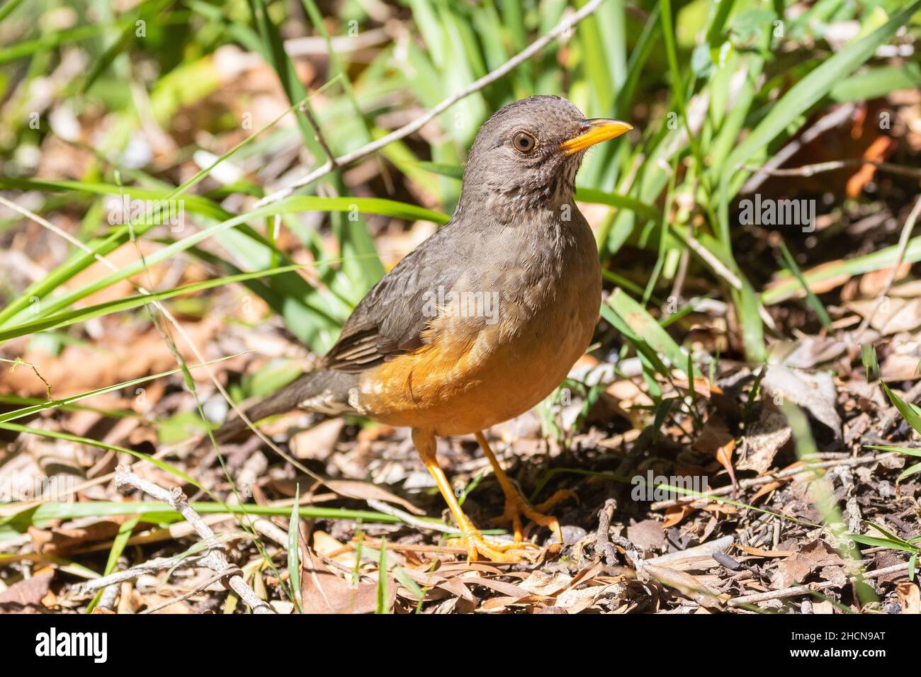 Olive Thrush (Turdus olivaceus) Natures Valley, Garden Route, Western ...