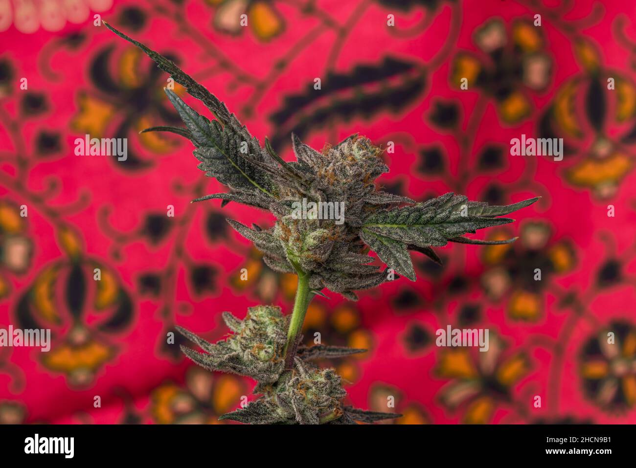 Red violet flower hi-res stock photography and images - Alamy