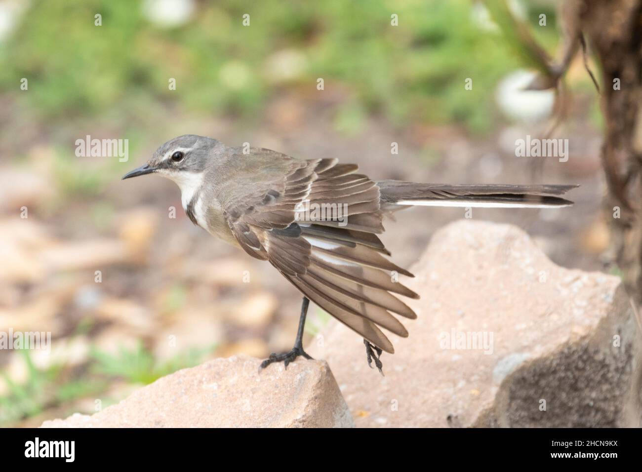 Cape Wagtail or Wells's Wagtail (Motacilla capensis) preening showing ...