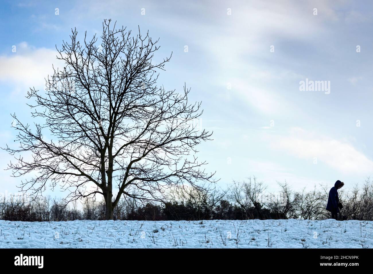 Dry Tree in the Winter Season Stock Photo - Alamy