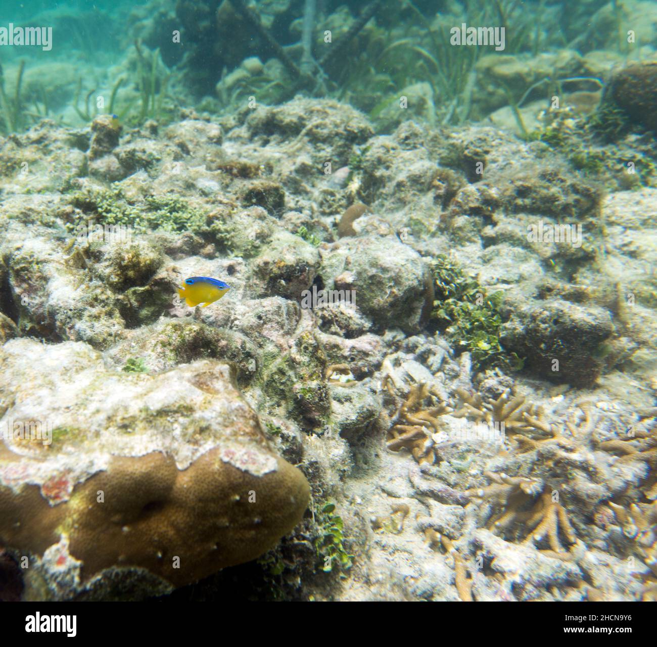 A fish of Pomacentridae family in indonesia Stock Photo - Alamy