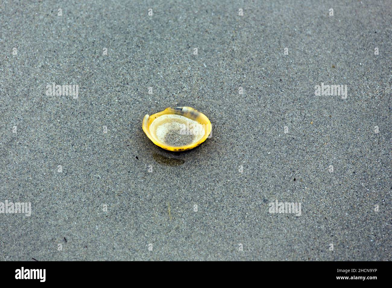 Photo of a single shell on sand Stock Photo - Alamy