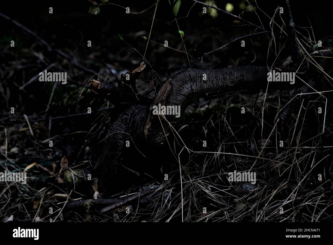 Tree root by the edge of a path pulled up Stock Photo - Alamy