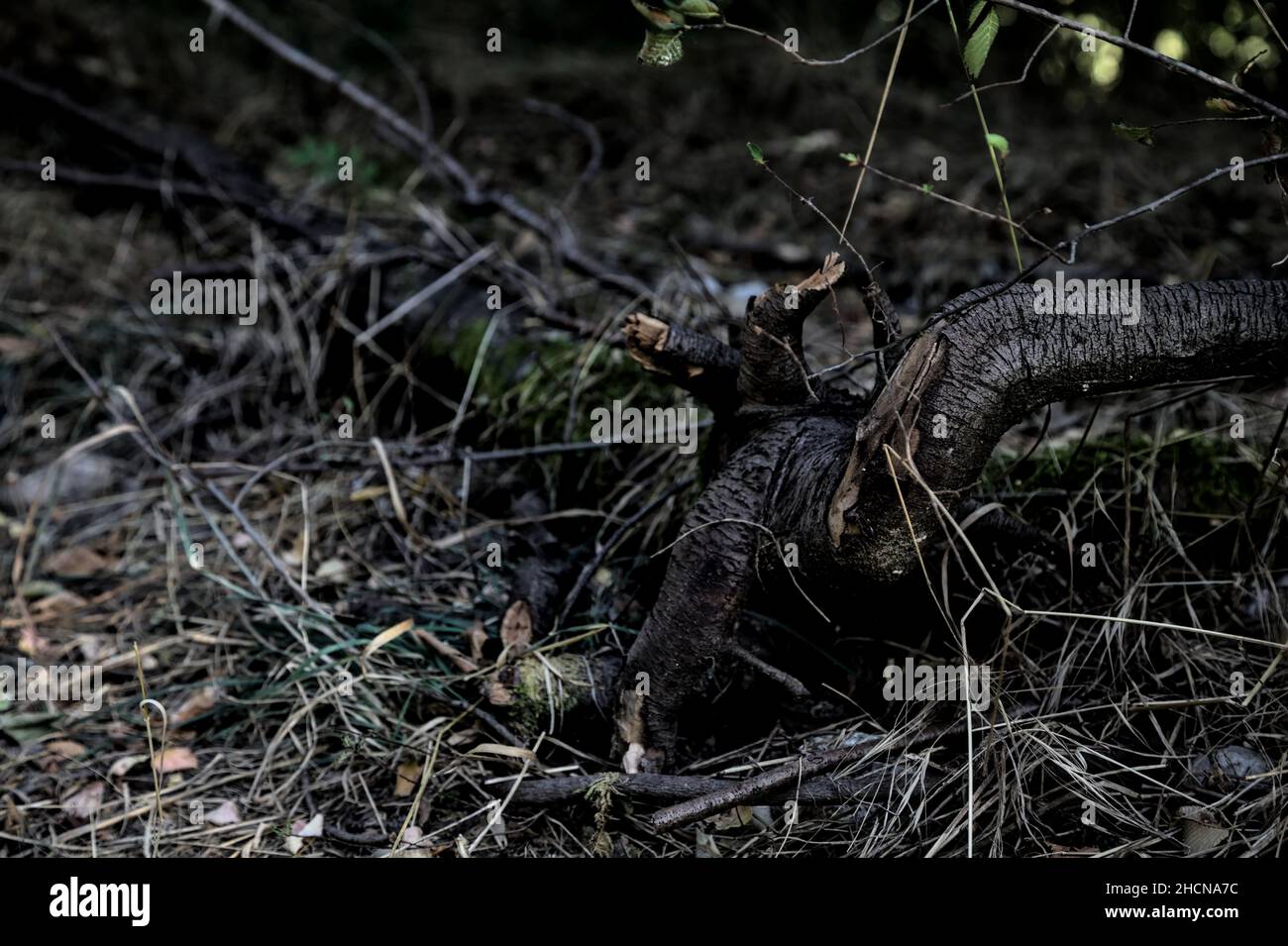 Tree root by the edge of a path pulled up Stock Photo - Alamy