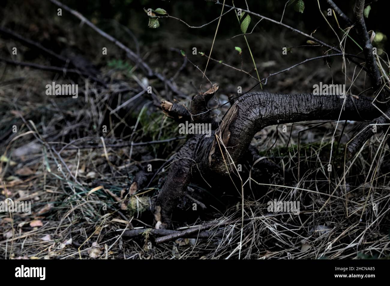 Tree root by the edge of a path pulled up Stock Photo - Alamy