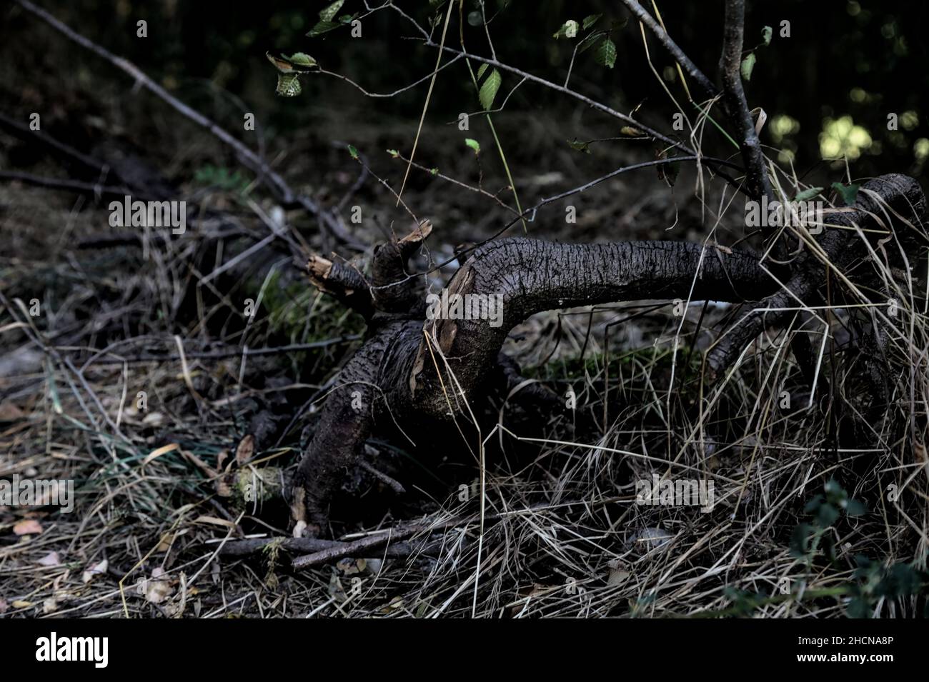 Tree root by the edge of a path pulled up Stock Photo - Alamy