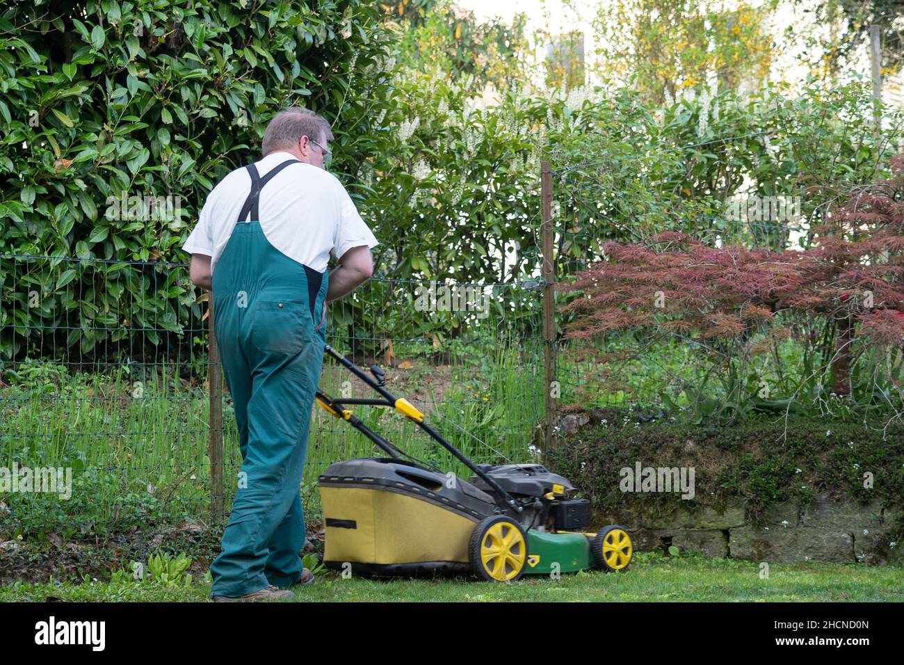 Man pushing lawnmower through small backyard in spring. Rear view of ...