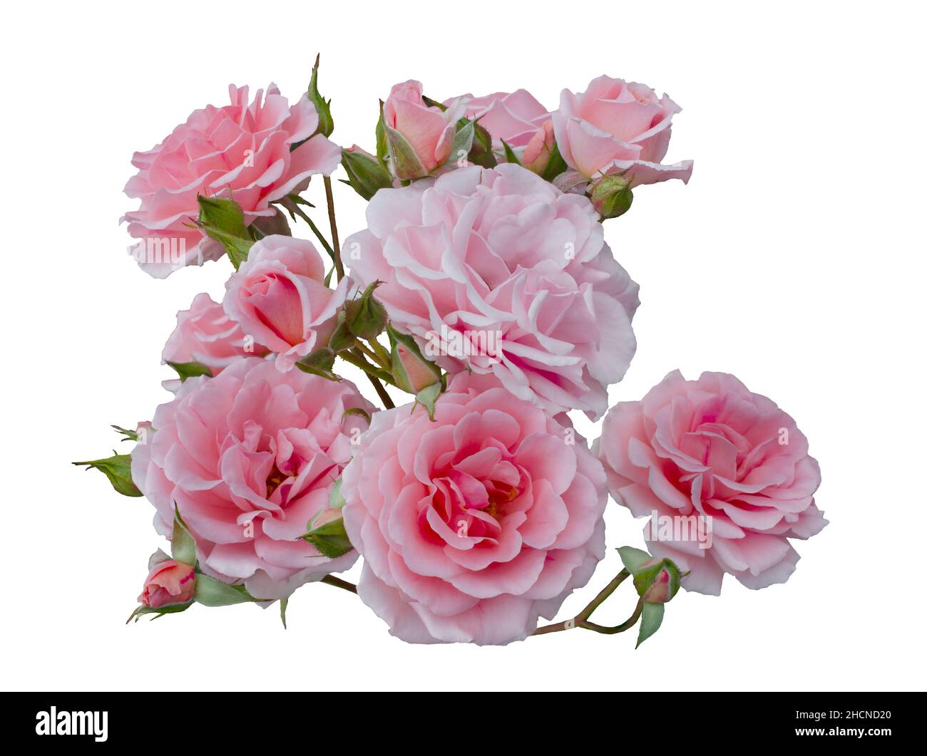 Delicate pink roses with green leaves isolated on white background ...
