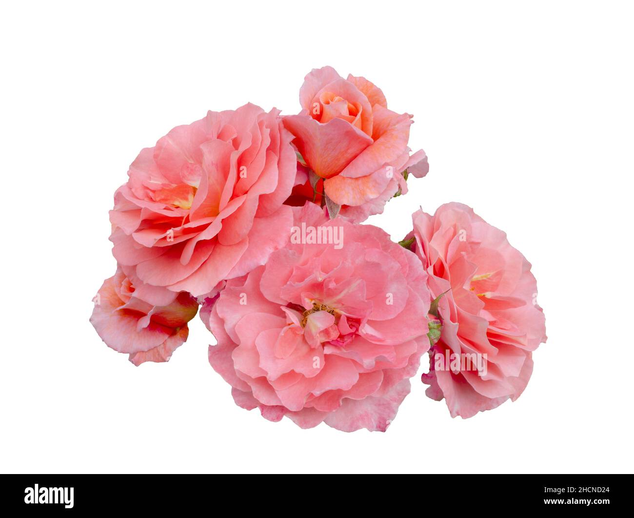 Delicate pink roses with green leaves isolated on white background ...
